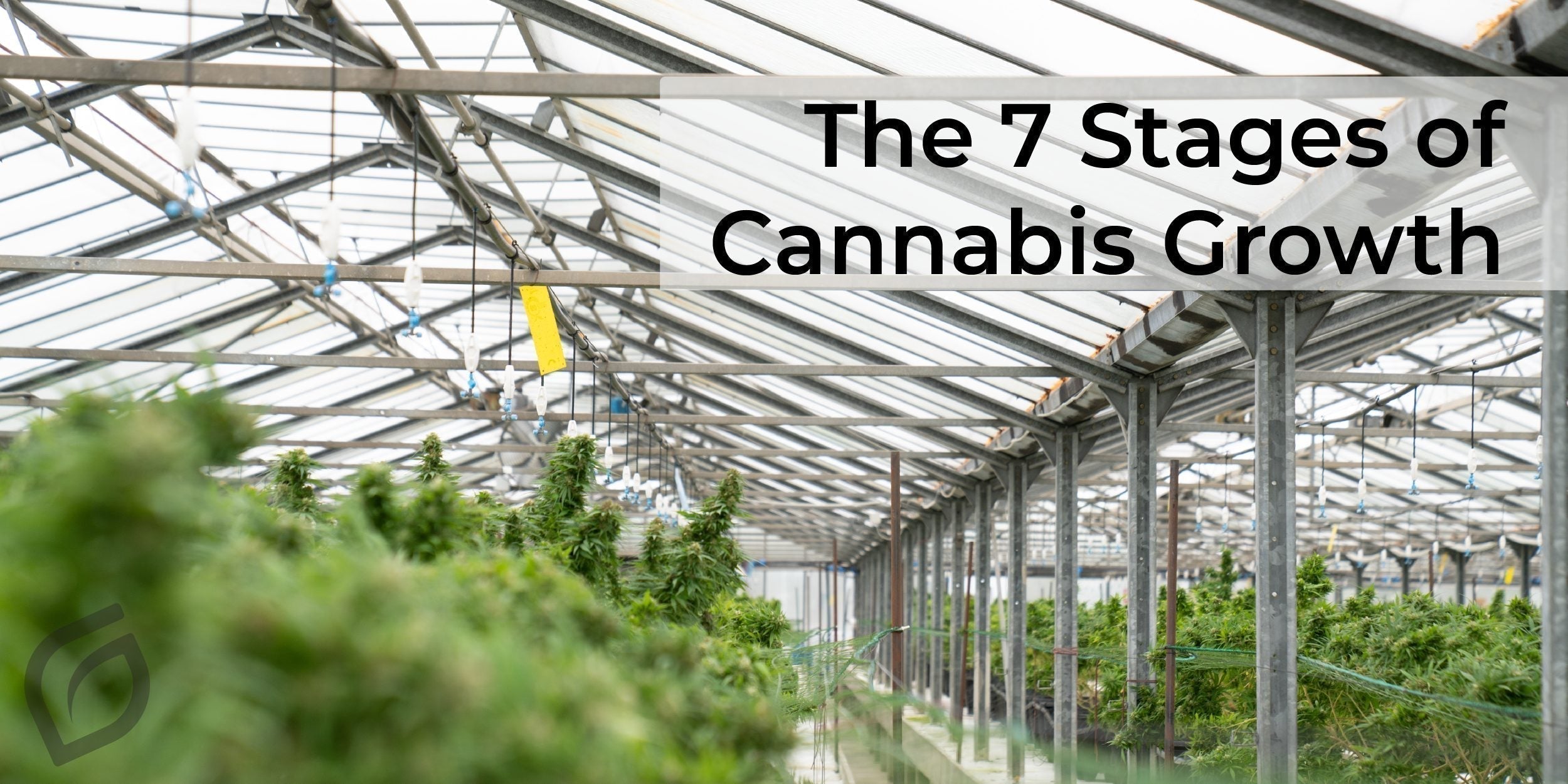 The 7 Stages of Cannabis Growth – Grove Bags