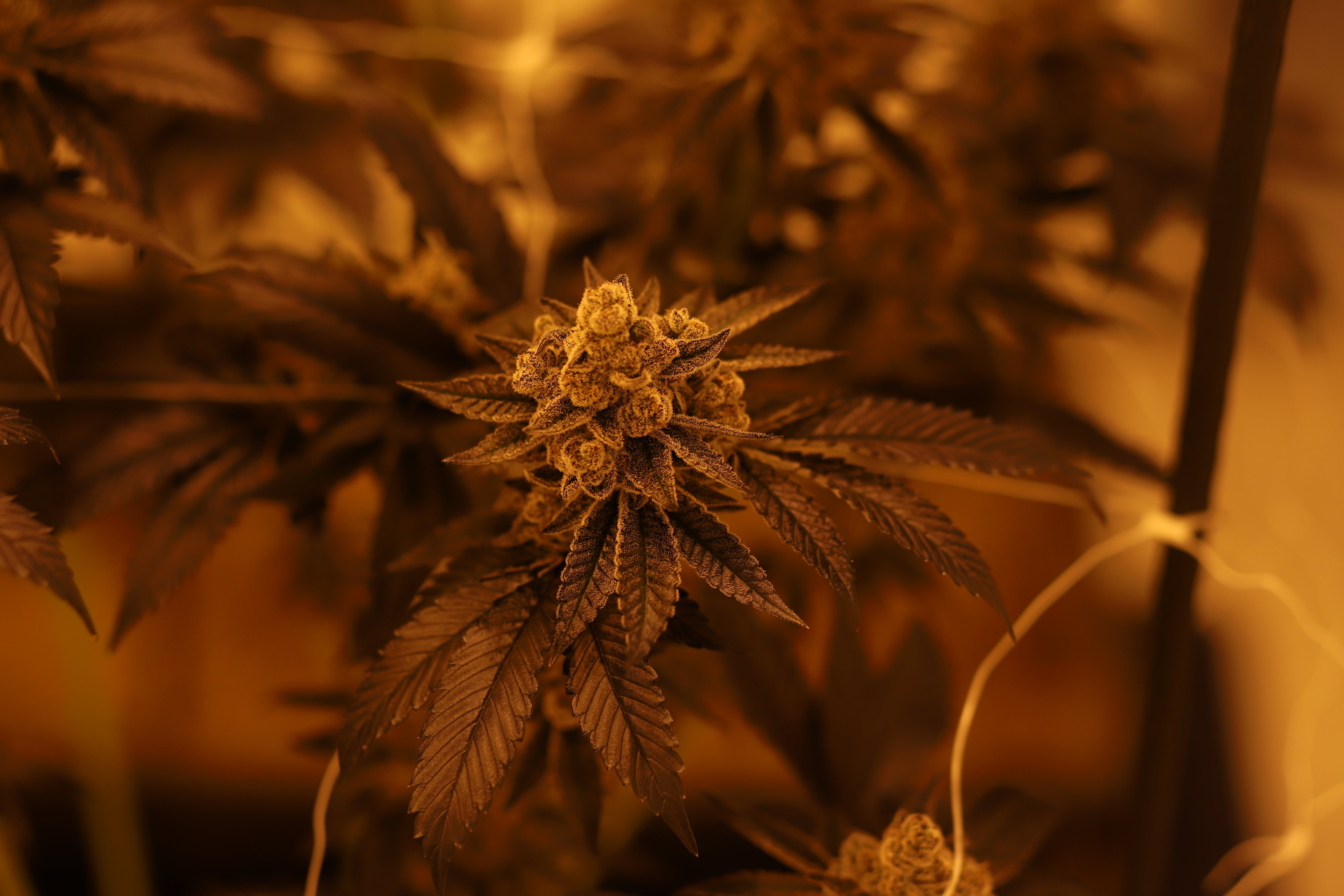 The Best Cannabis Growing Pots for Your Garden – Grove Bags