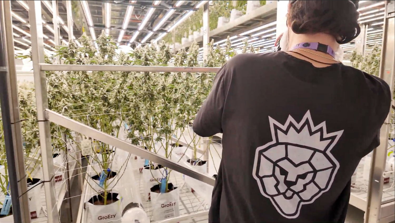 How to Top a Marijuana Plant: A Step-by-Step Guide – Grove Bags