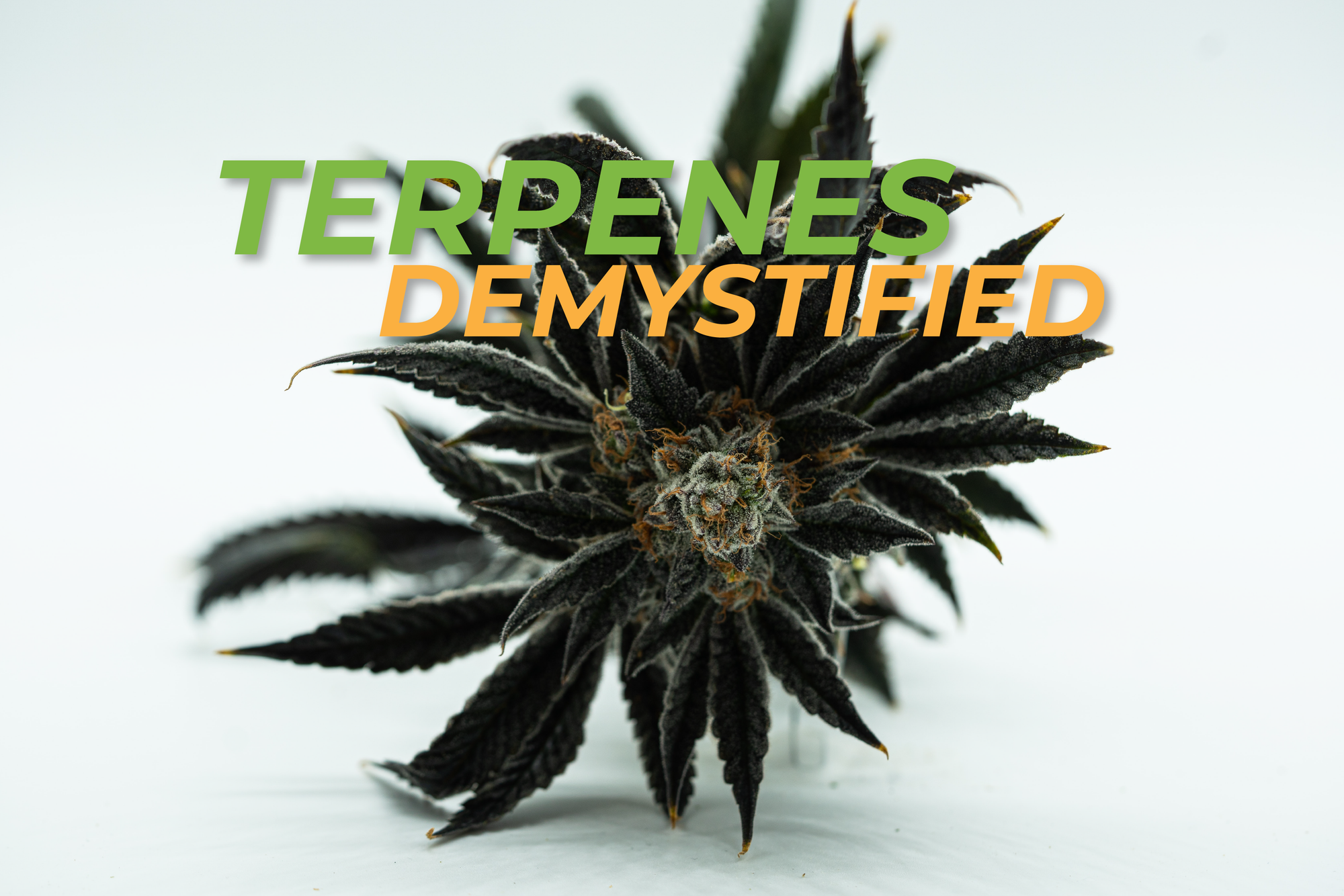What Are Terpenes and Why Do They Matter? – Grove Bags