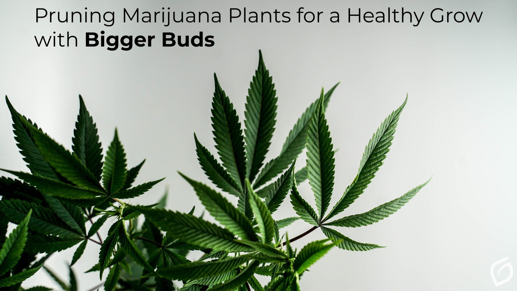 Pruning Cannabis Plants — Why, How, and When – Grove Bags